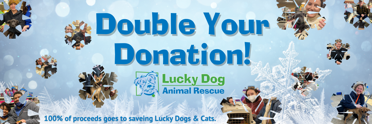 Share the Holiday Luck - Save Lucky Dogs and Cats