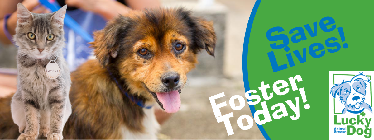 join our foster slack page join our foster facebook group directory of ...