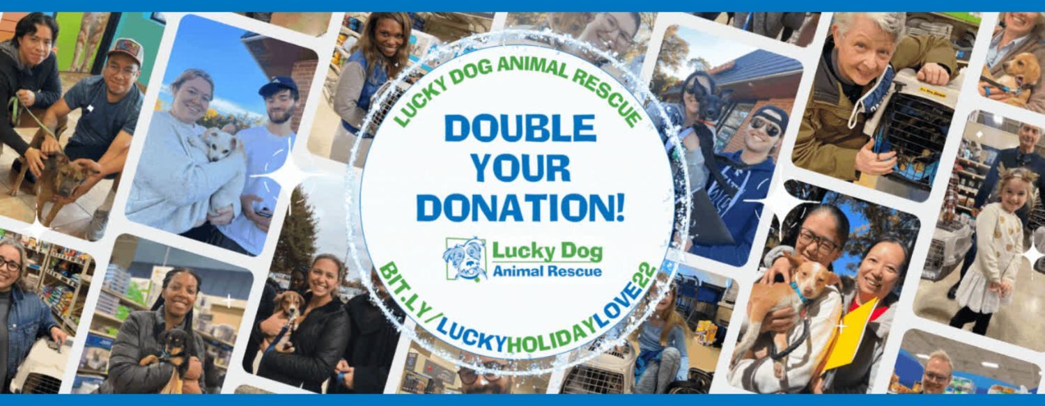 Share the Holiday Luck - Save Lucky Dogs and Cats