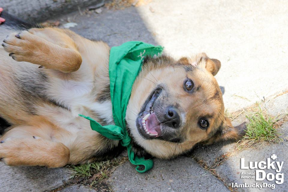 Lucky Dog Animal Rescue's 15th Anniversary Party