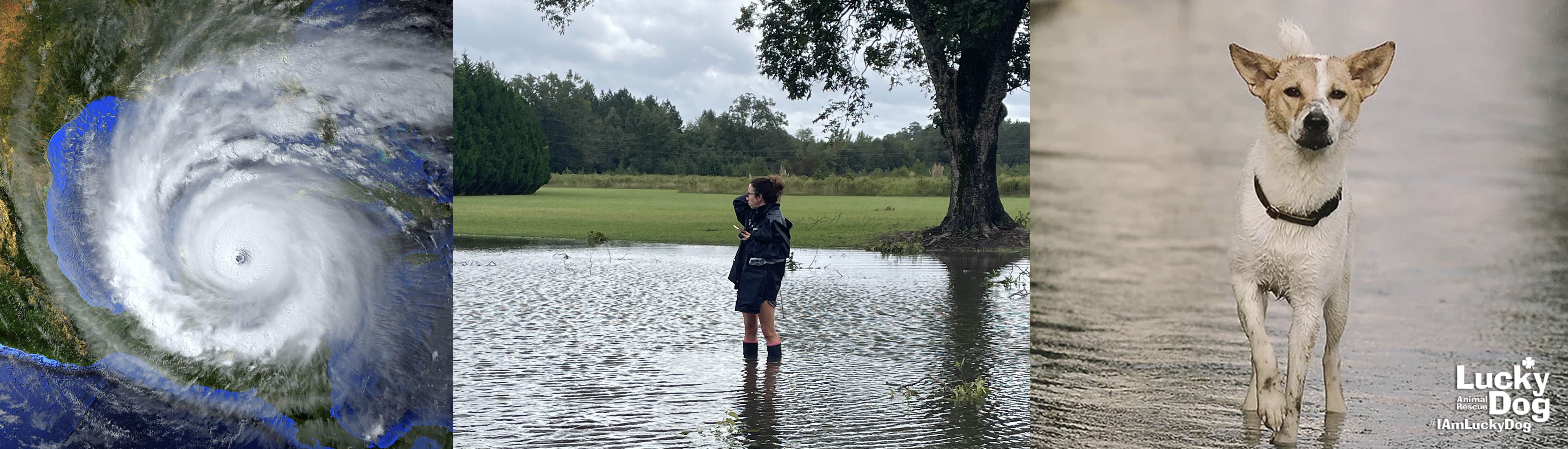 Lucky Dog Animal Rescue Hurricane Milton & Helene Pet Relief Efforts